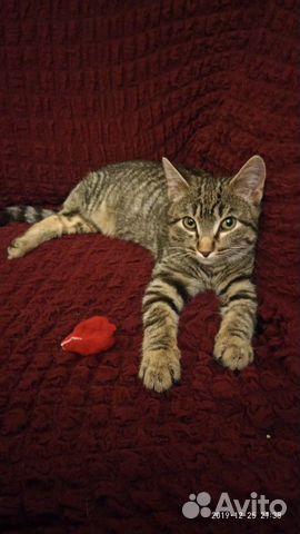 Котенок 3,5 месяца
