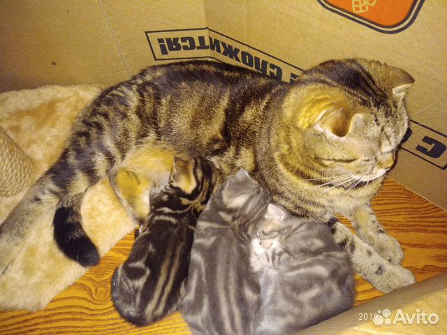 Котятки породистые