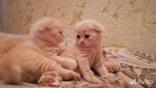 Шотладские вислоухие медвежата