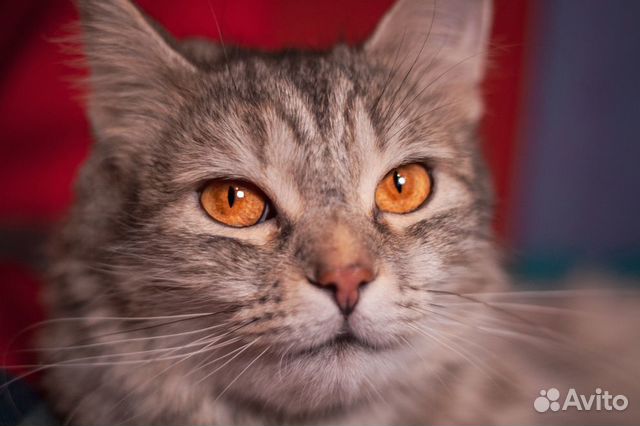 Ласковая, молоденькая кошечка Стеша в дар