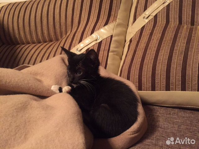 Отдам котят-метисов