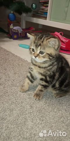 Британский котёнок