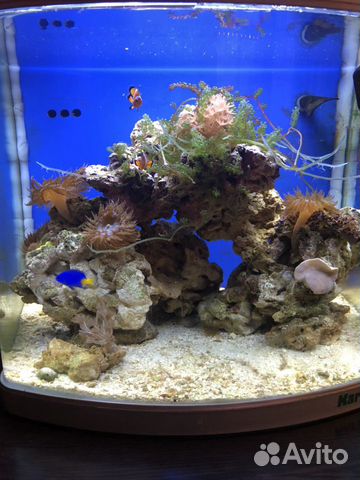 Морской рифовый аквариум с кораллами