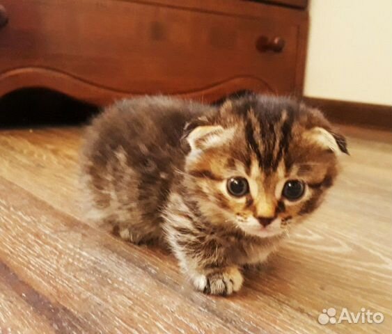 Девочка манчкин (скоттиш килт)