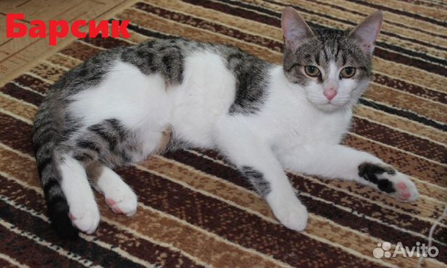 Кот Барсик ищет дом