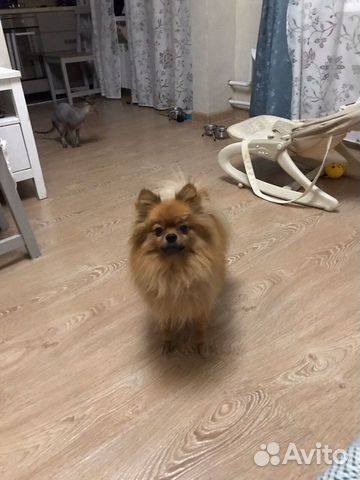 Пропала собака породы шпиц