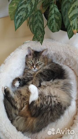 Сибирский кот Косяш в поисках дома