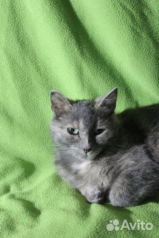 Кошечка Маня в добрые руки