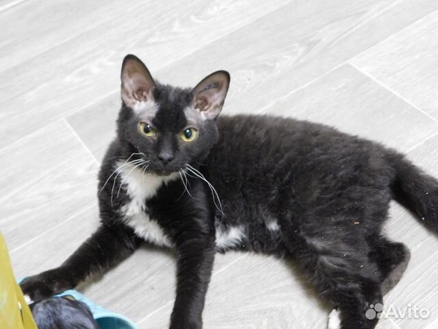 Уральский рекс