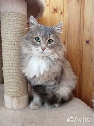 Кошка Маргоша