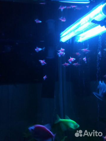 Рыбки Тернеция гло Purple