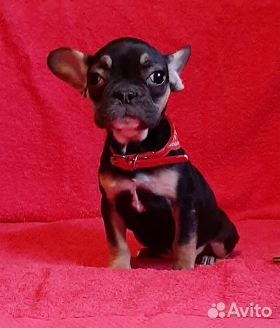 Французский бульдог мини