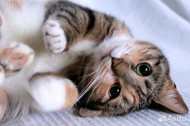 Кошечка Марфуша