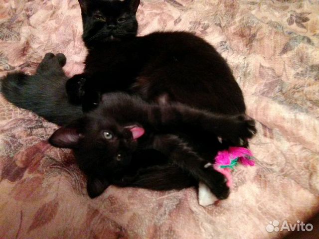 Черный котик - длинные лапки и большие ушки