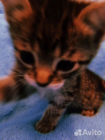 Полубританцы-полуиностранцы