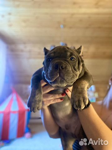 Американский булли мальчик