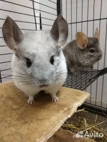 Шиншиллы, девочки, 5 лет, белая и серая