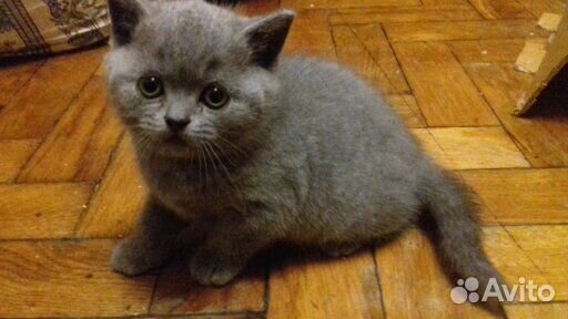 Продам Британца 2 мальчика 1 девочка