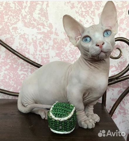 Вязка сфинкс, бамбино, эльф
