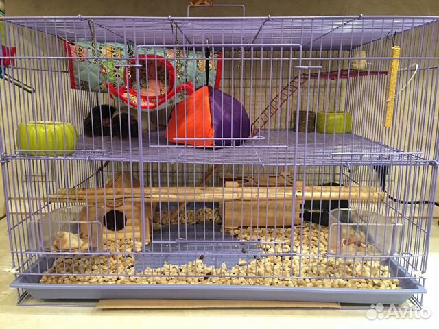 Крыса Дамбо декоративная