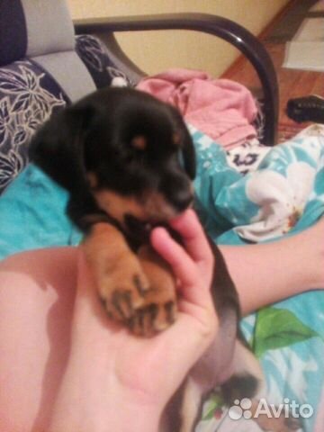 Продаётся щенок такса 2 месяца