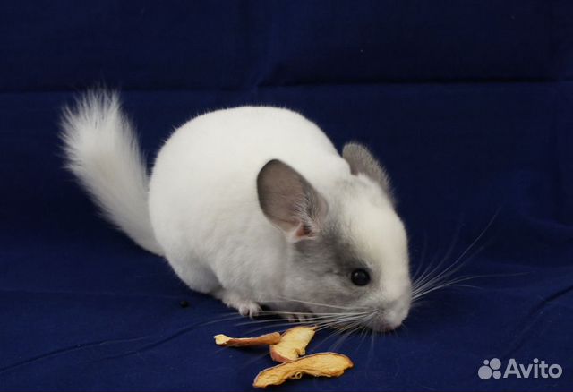 Малыши шиншиллята