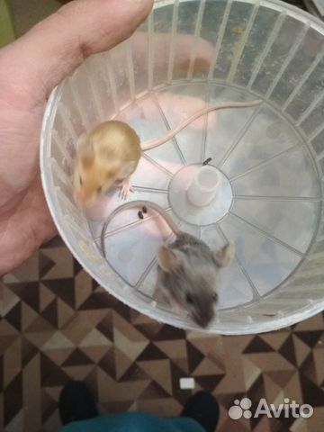 Мышки сатиновые