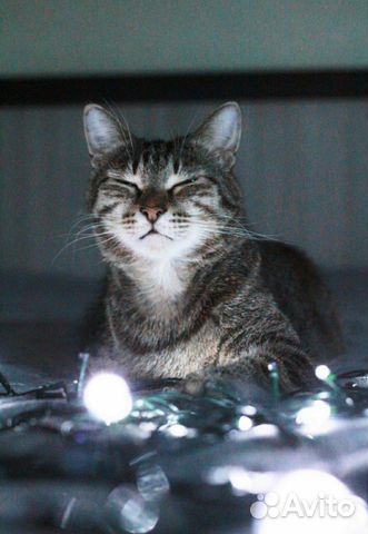 Кот ищет дом