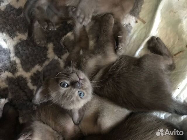 Бурманские котята