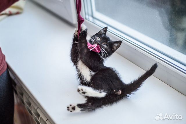Котенок девочка