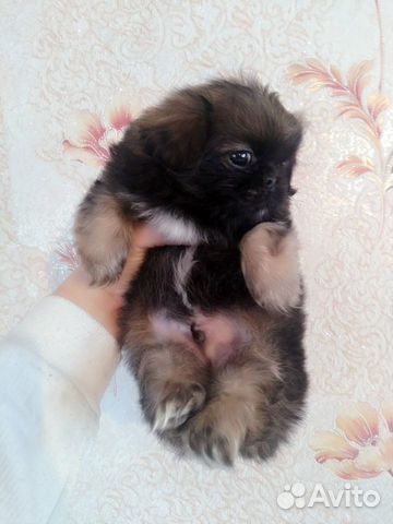 Красивые щенки пекинеса