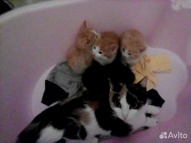 Кошка