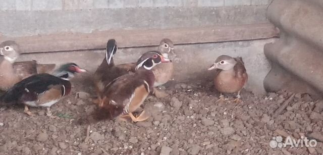 Продаются древесные утки