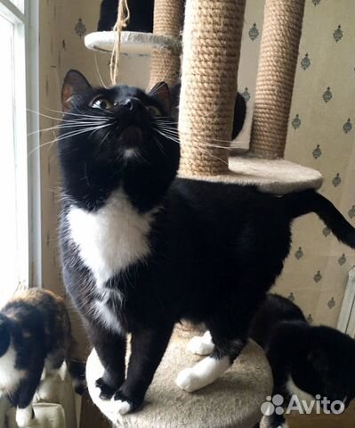 Ласковая кошечка в поисках хозяина