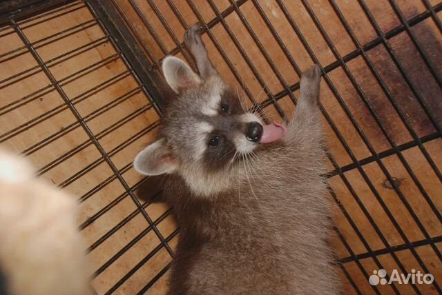 Енот ручной