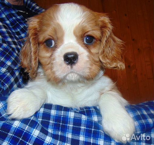 Щенки кавалер кинг чарльз спаниеля