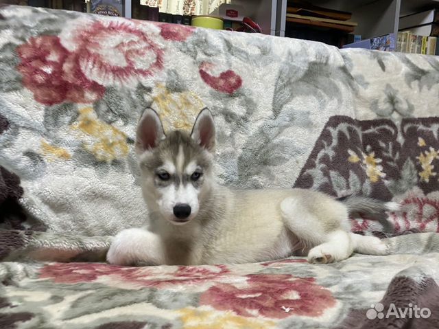 Щенки хаски