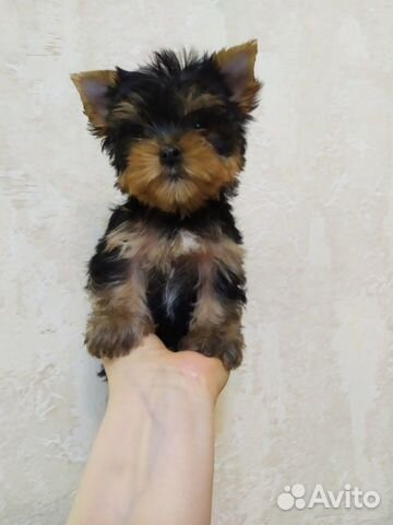 Йорки мини и супер - мини