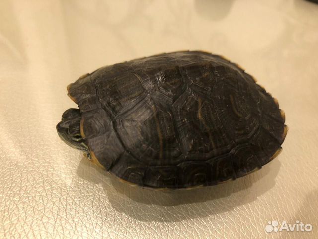 Черепаха