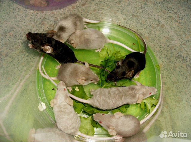 Сатиновые мышки