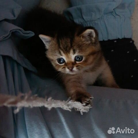 Шотландские котята (Скоттиш страйты)