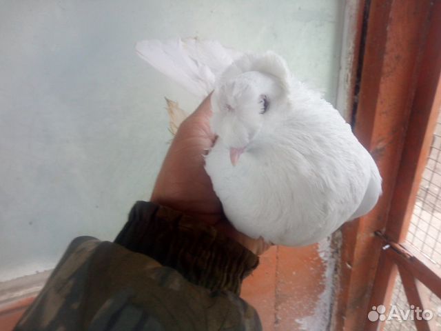 Продам голубей павлины статные чилики благодарненс