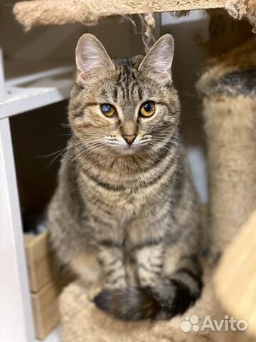 Полосатый Котенок-девочка