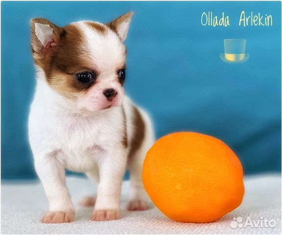 Чихуахуа мальчик