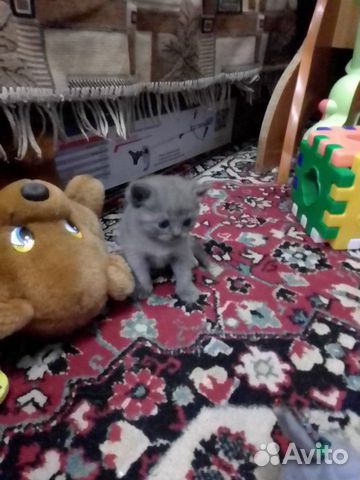Шотланкие котятки к брони
