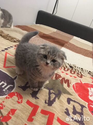 Шотландские котята
