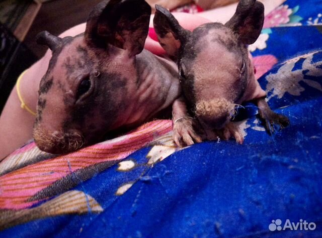 Морская свинка породы скинни лысая