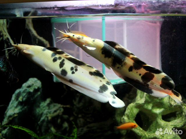 Рыбки аквариумные сомики клариас