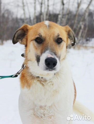 Собака Розочка в дар