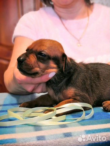 Щенки немецкого стандартного пинчера